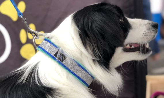 Border Colie - wygląd - charakter i uosobienie - akcesoria